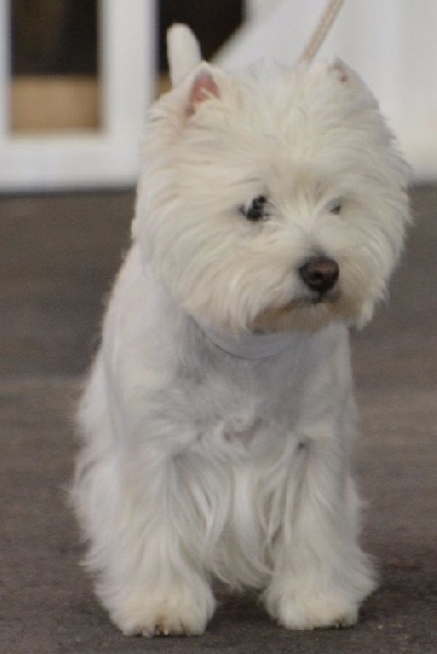 Accueil - Elevage Like A Fairy Tale - eleveur de chiens West Highland ...